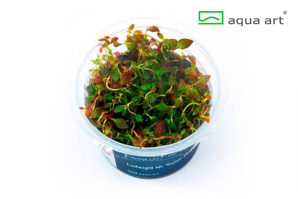 Ludwigia sp.’Super Mini Red’ | Tiershop Brunner